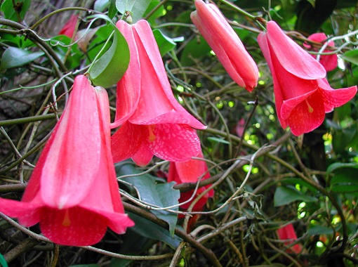 Lapageria rosea -- The Chilean Bellflower ("Copihue")